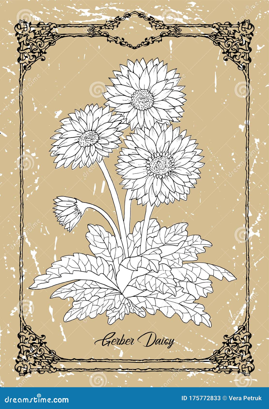 Vector Drawing Of Gerber Daisy Flower On Texture Background ...