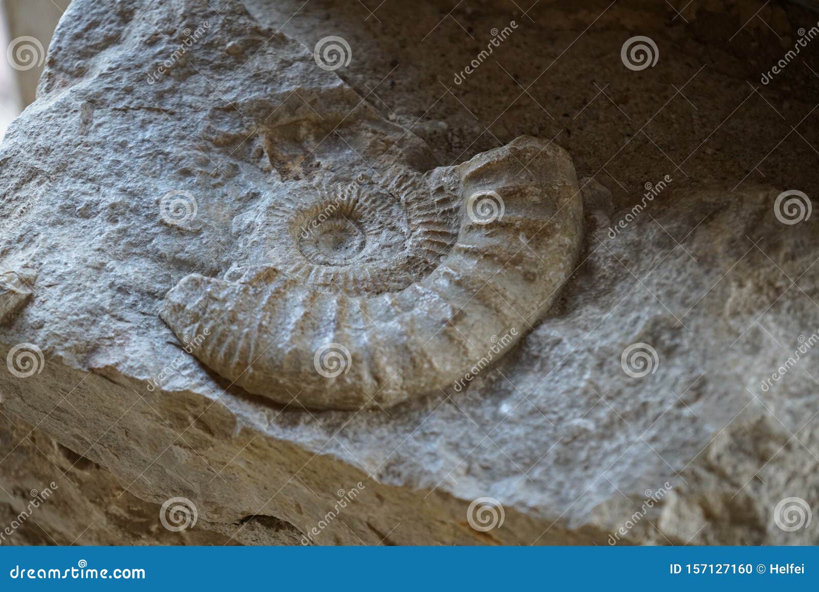 Prehistoric Cephalopods. Octopus Or Squid Fossils Stock Image ...