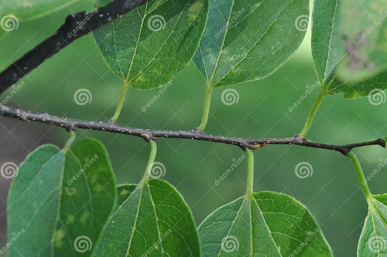 Basic Tree Identification: Alternate Leaf Arrangement Stock Photo ...