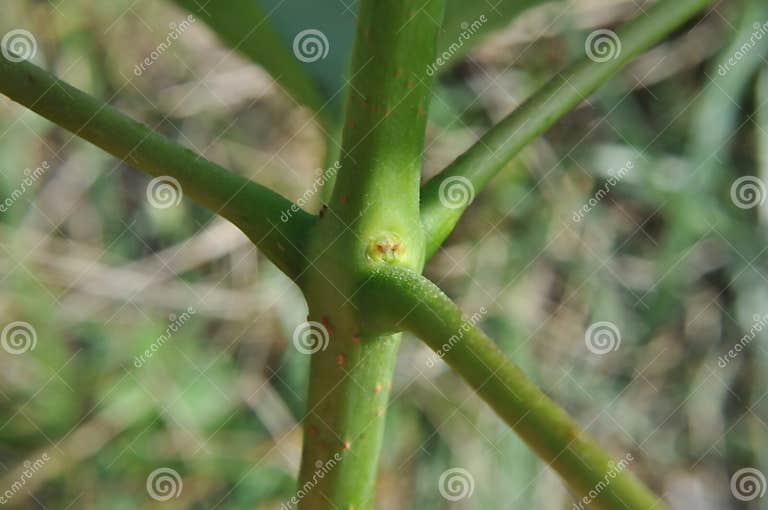Basic Tree Identification: Whorled Leaf Arrangement Stock Image - Image ...