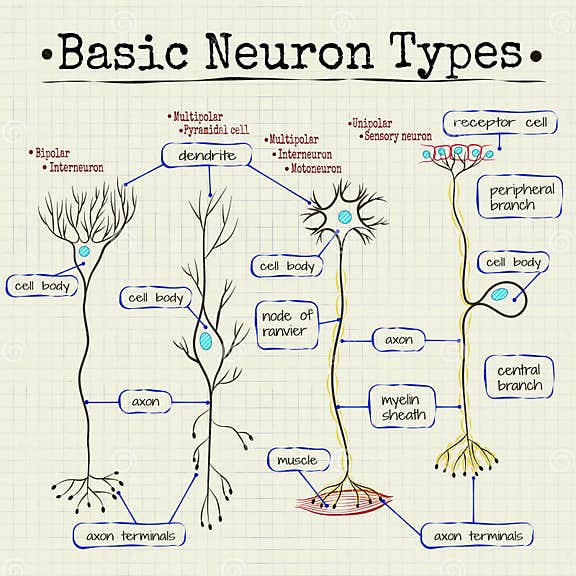 Basic types of neurons stock vector. Illustration of nerve - 57677445