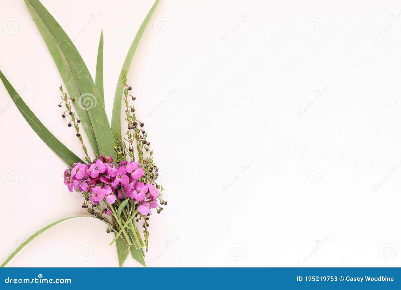 Basic White Flat Lay Background Image Featuring Purple Wallflowers and ...