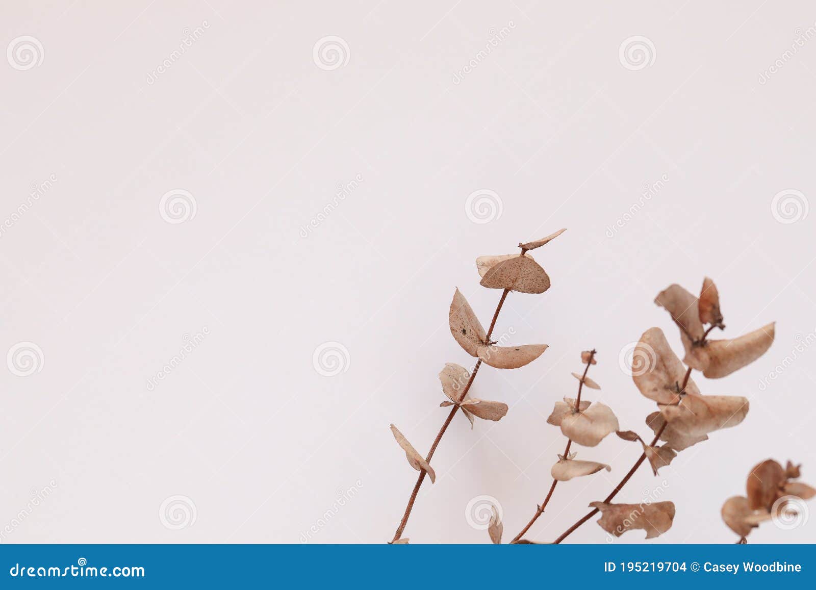 Basic White Flat Lay Background Image Featuring Dried Gum Leaves with ...