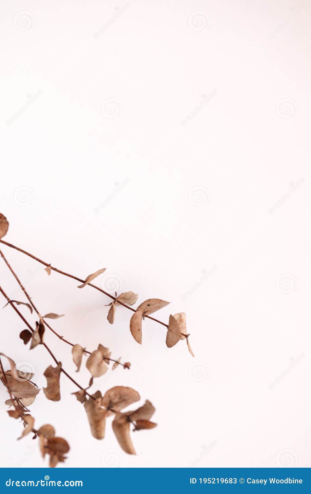 Basic White Flat Lay Background Image Featuring Dried Gum Leaves with ...