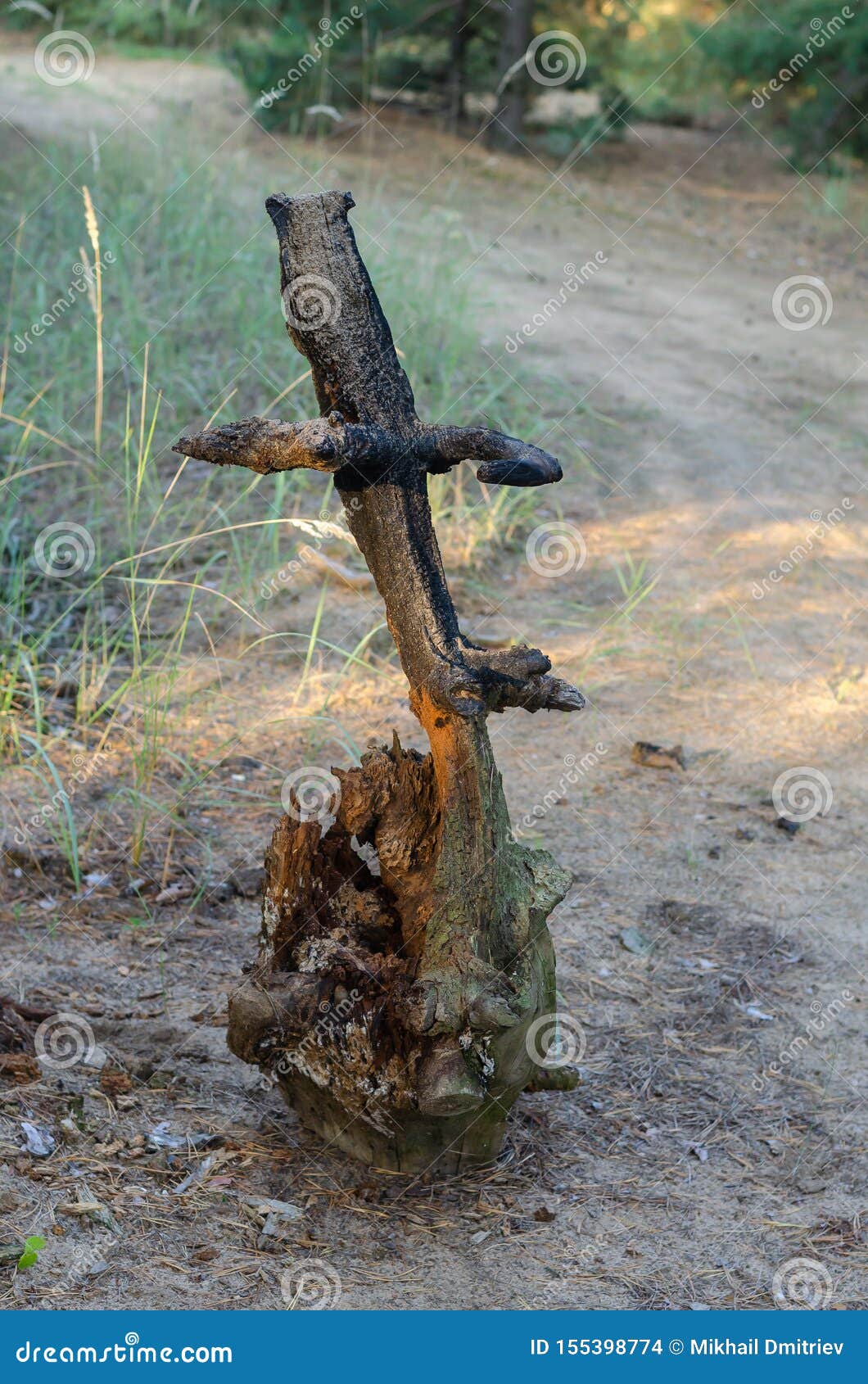 The Remains of a Completely Rotten Tree. only the Core and Partially ...