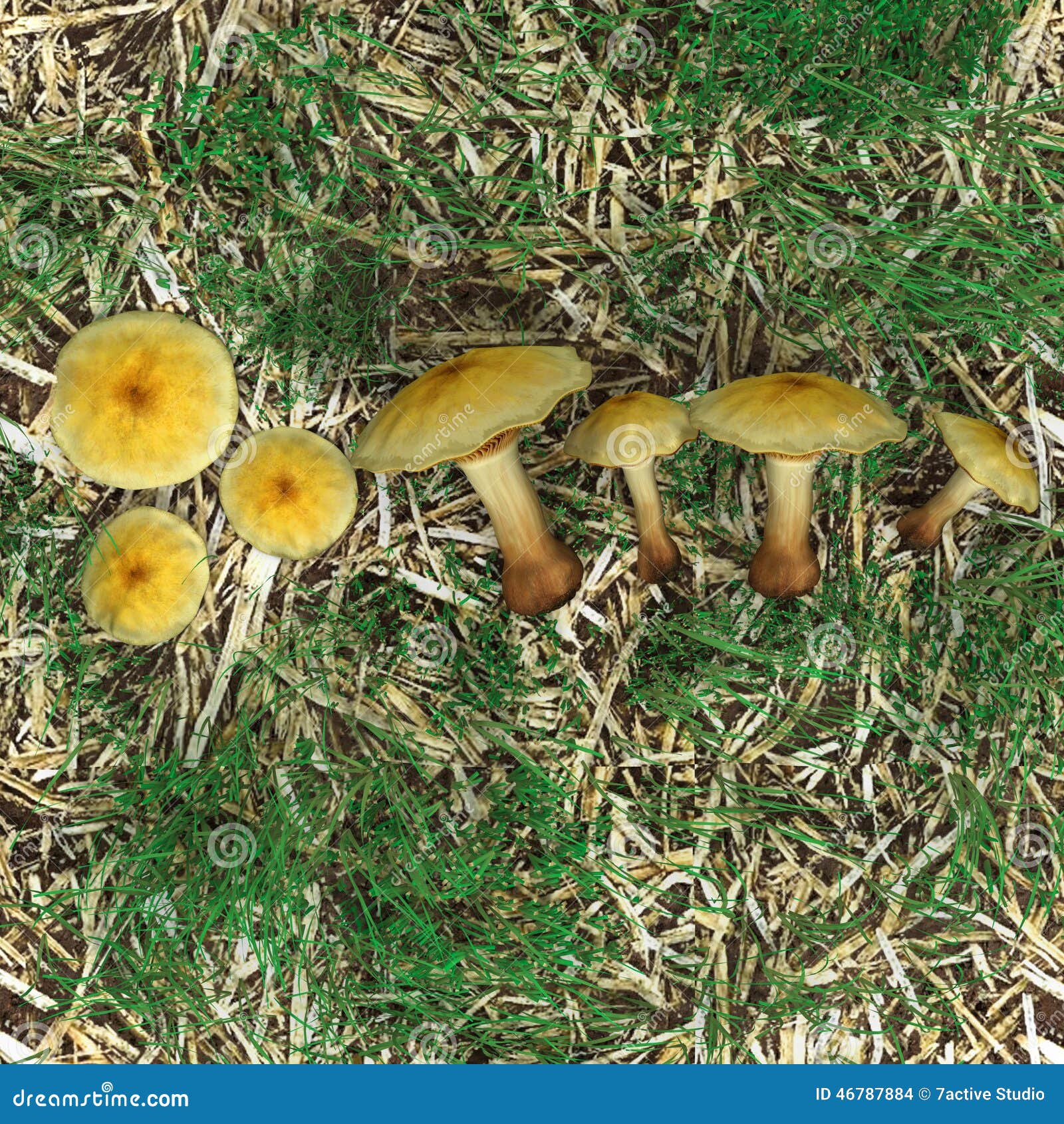 Basidiomicetos foto de archivo. Imagen de sabido, fondo - 46787884