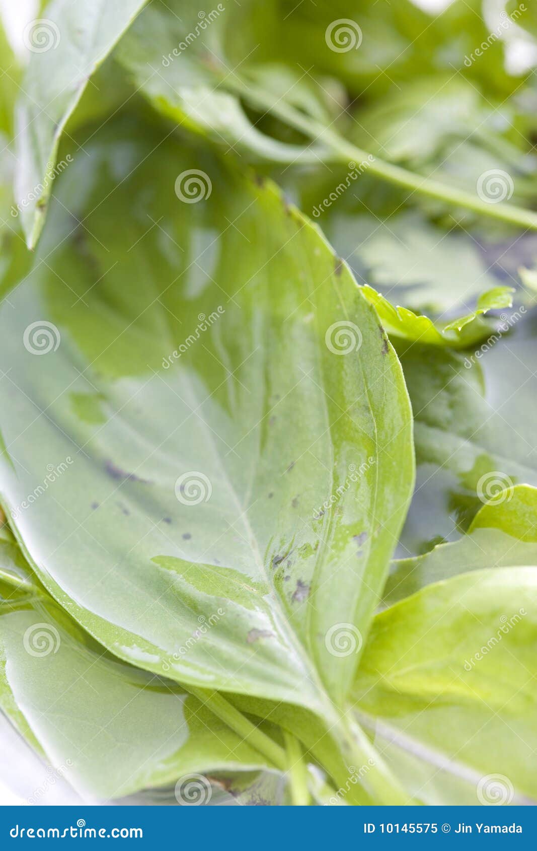 Basil stock image. Image of tasty, basil, delicious, cook - 10145575