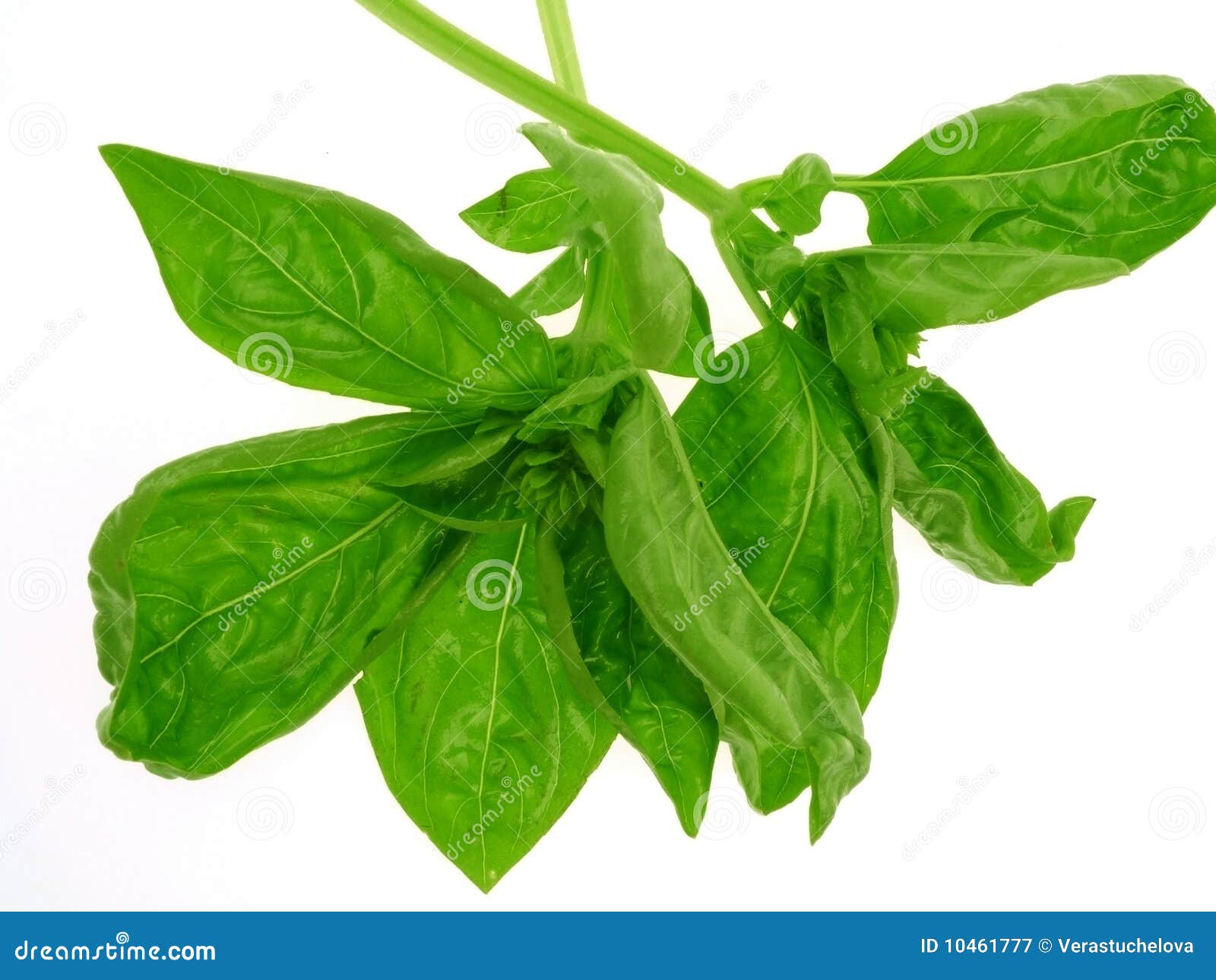 Basil stock image. Image of nature, freshness, health - 10461777