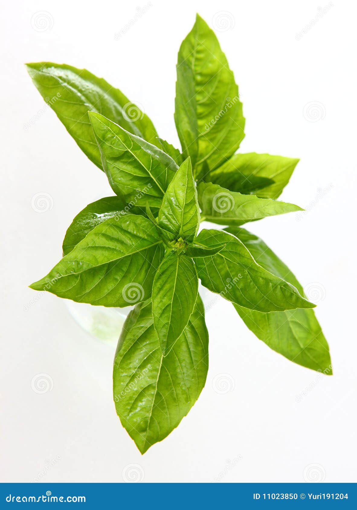 Basil stock photo. Image of basilikum, healthy, italy - 11023850