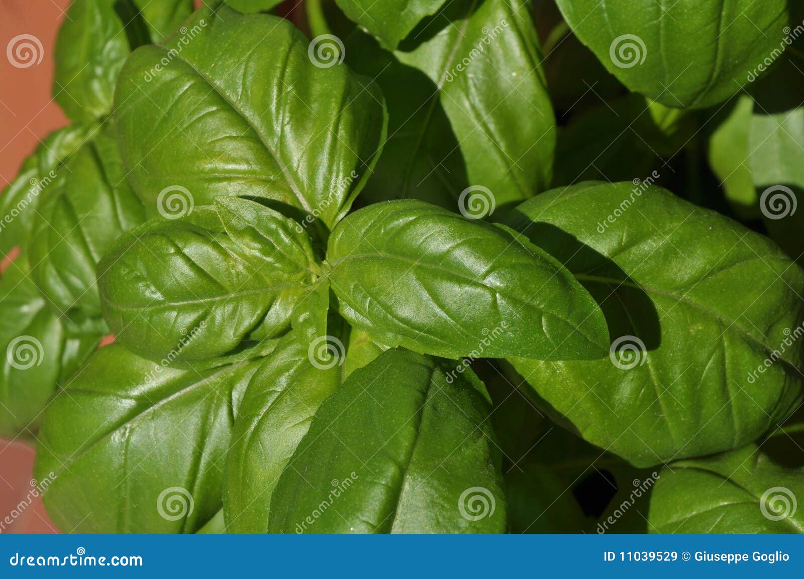 290 Ligurian Basil Photos - Free & Royalty-Free Stock Photos from ...
