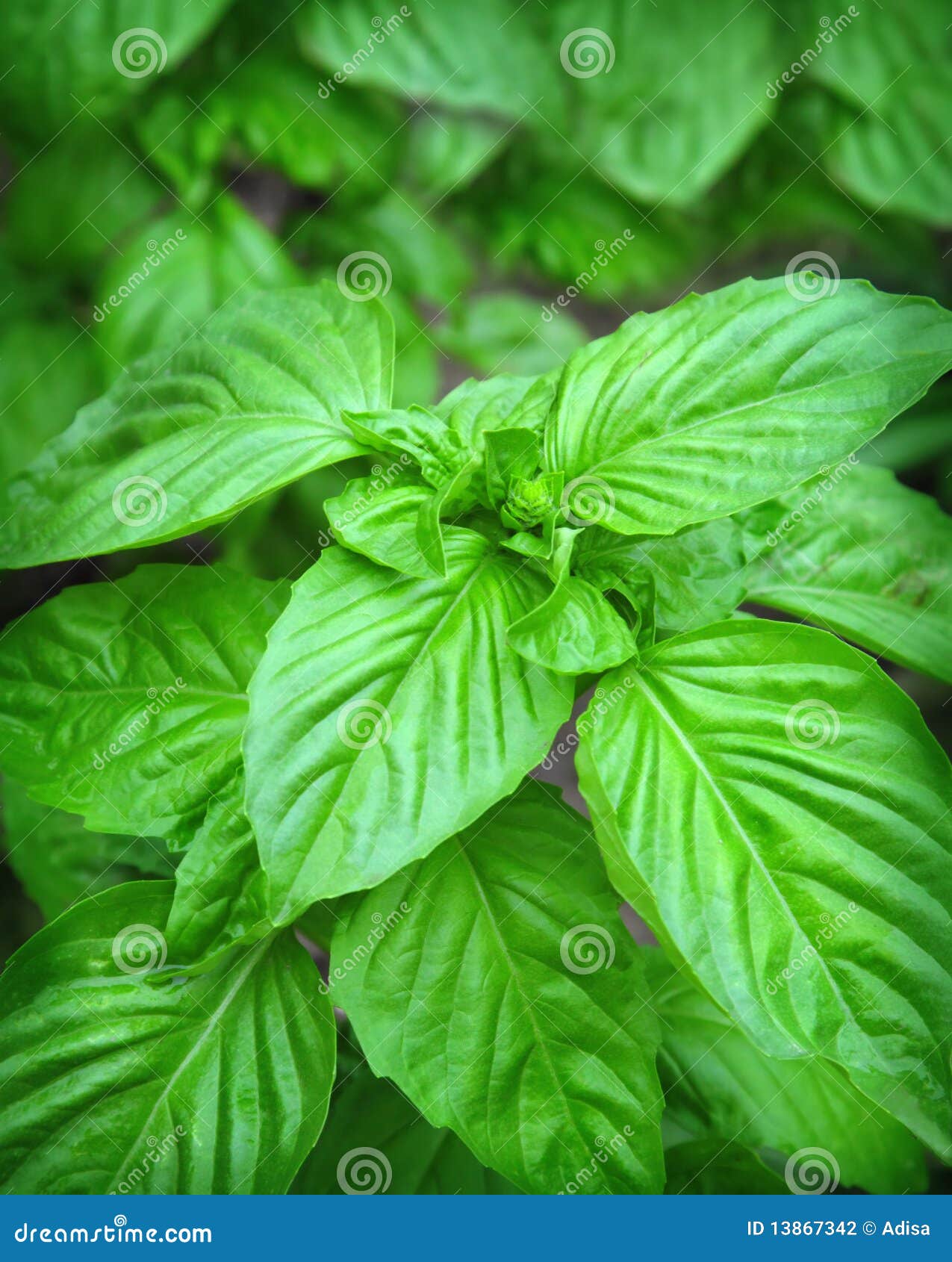 Basil stock photo. Image of bright, ingredient, green - 13867342