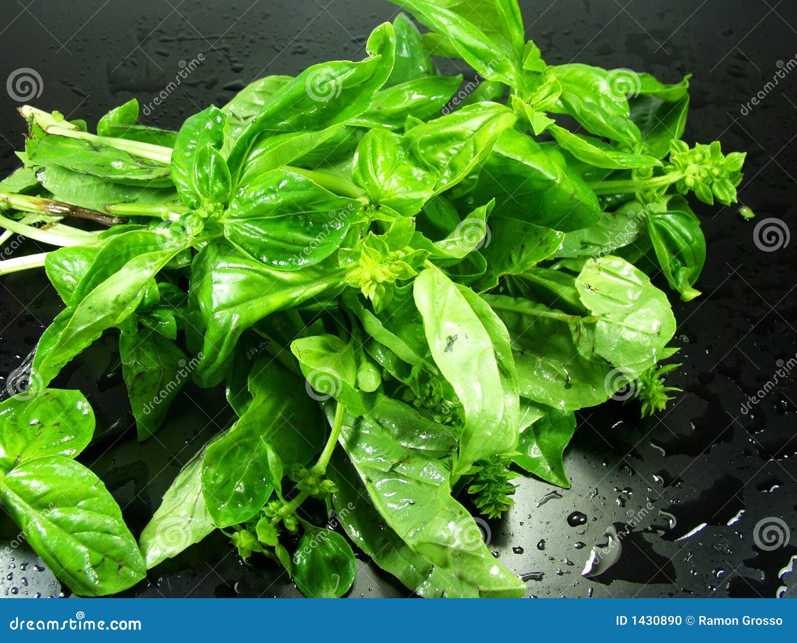 Basil stock photo. Image of plant, cuisine, healthy, cook - 1430890