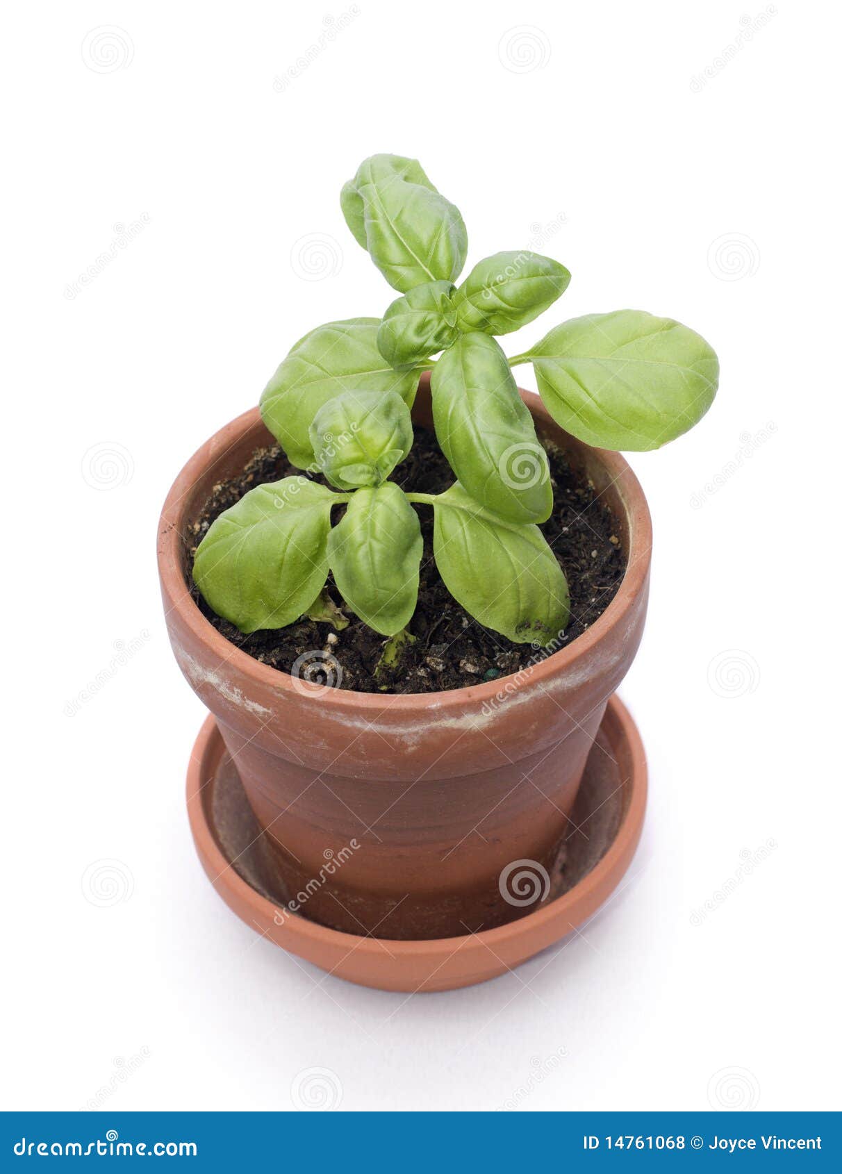 Basil stock photo. Image of natural, basil, food, white - 14761068
