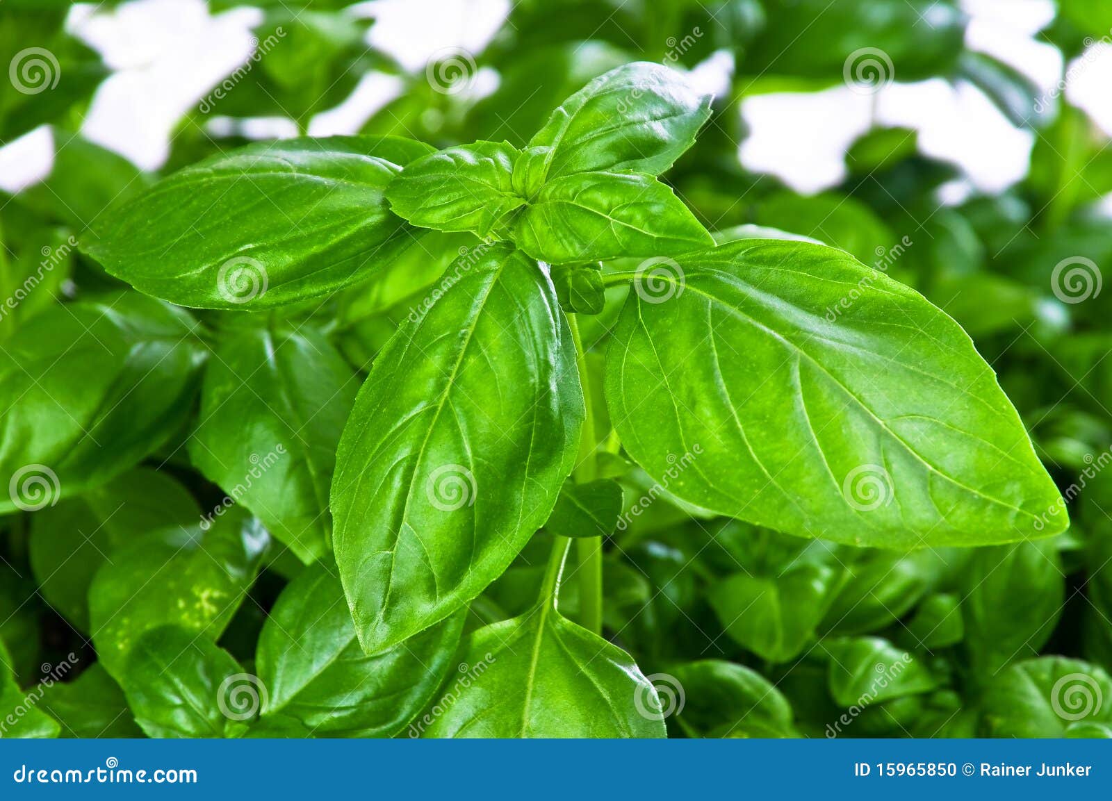 Basil stock photo. Image of meal, aromatic, fresh, ingredient - 15965850