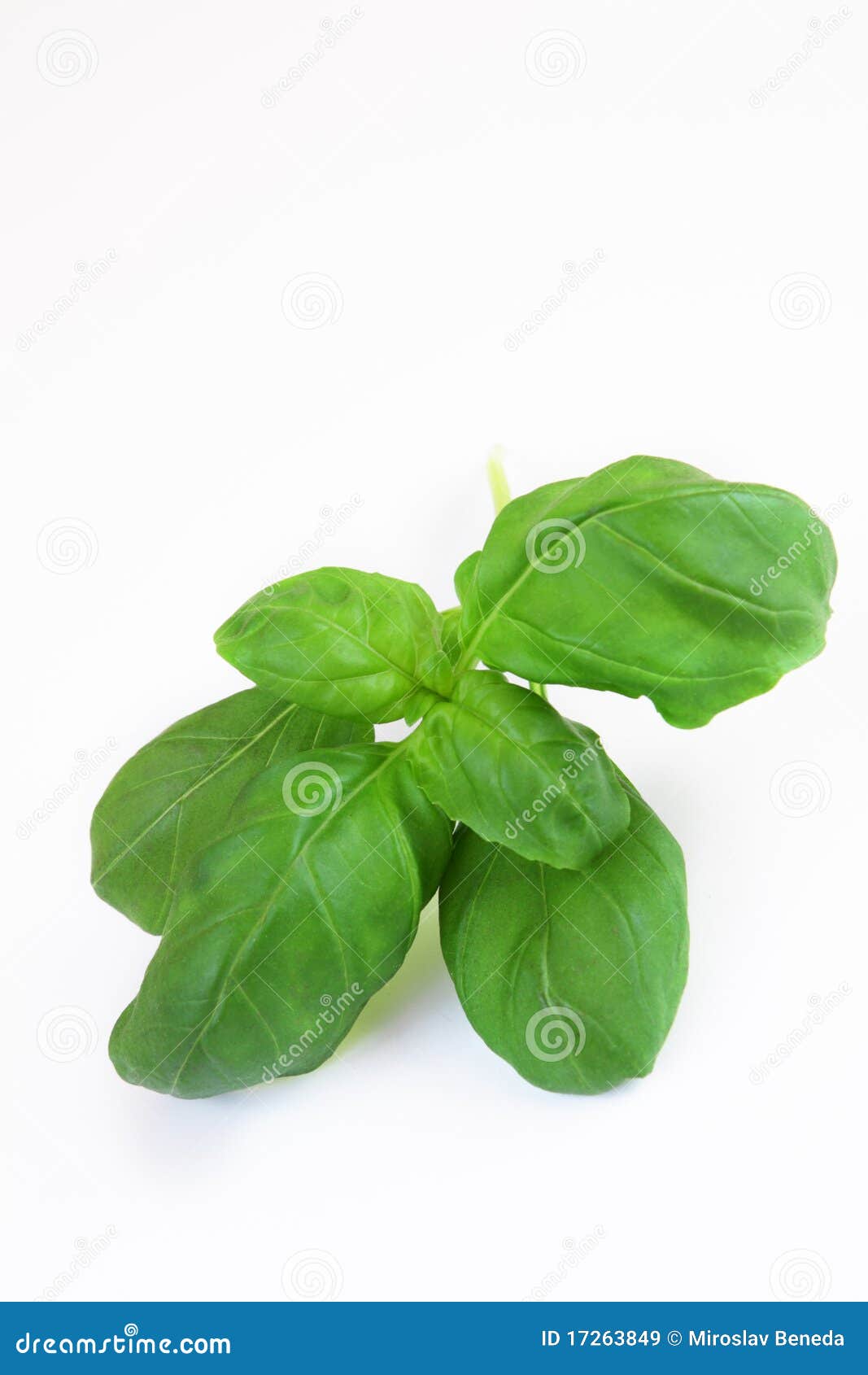 Basil stock image. Image of healthy, aromatic, health - 17263849