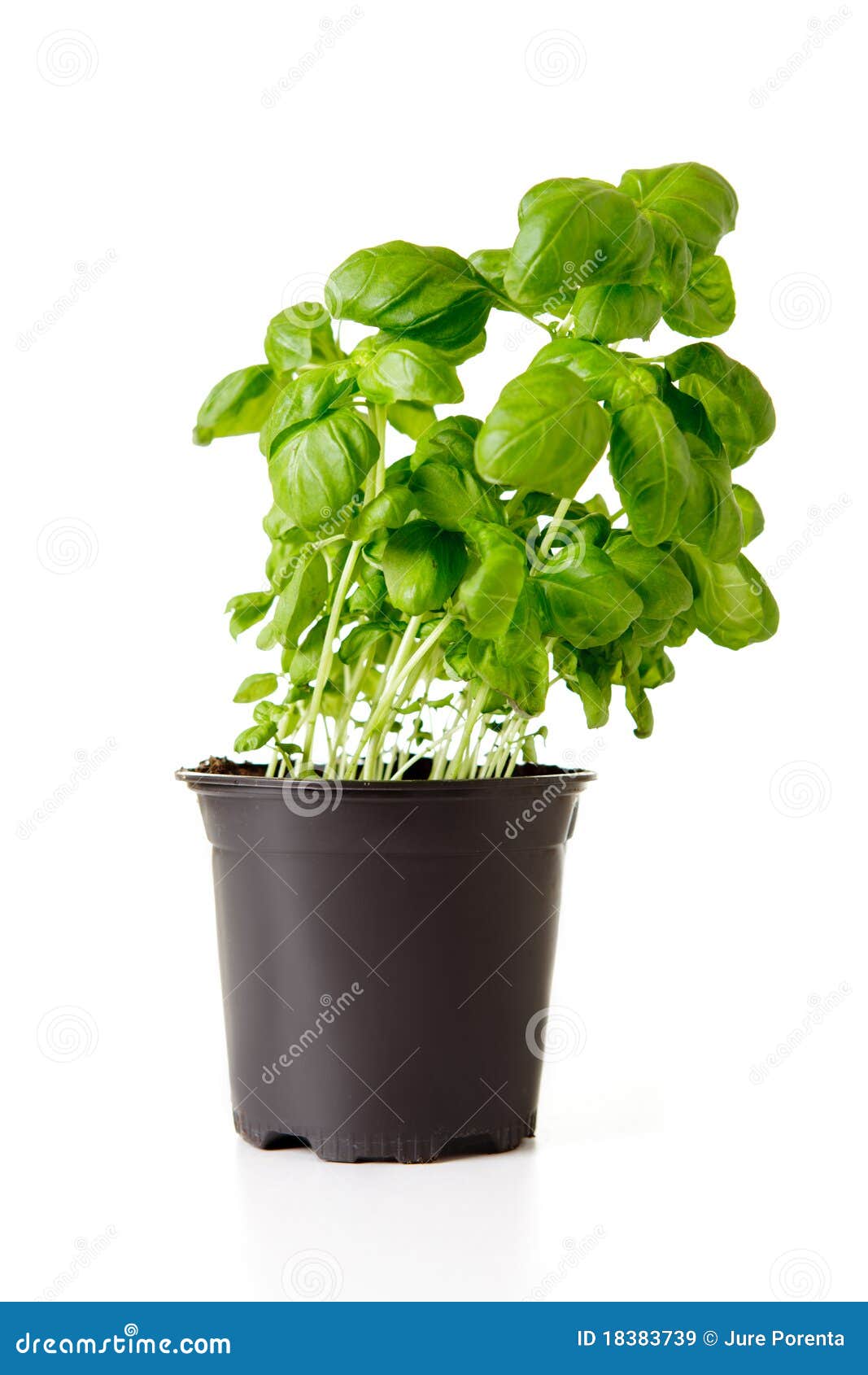 Basil stock image. Image of natural, organic, aromatic - 18383739