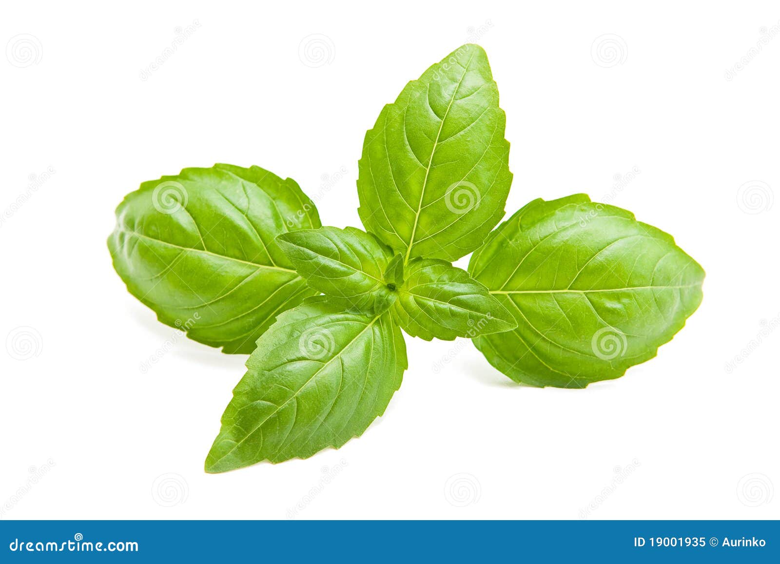 Basil stock image. Image of basil, nature, diet, green - 19001935