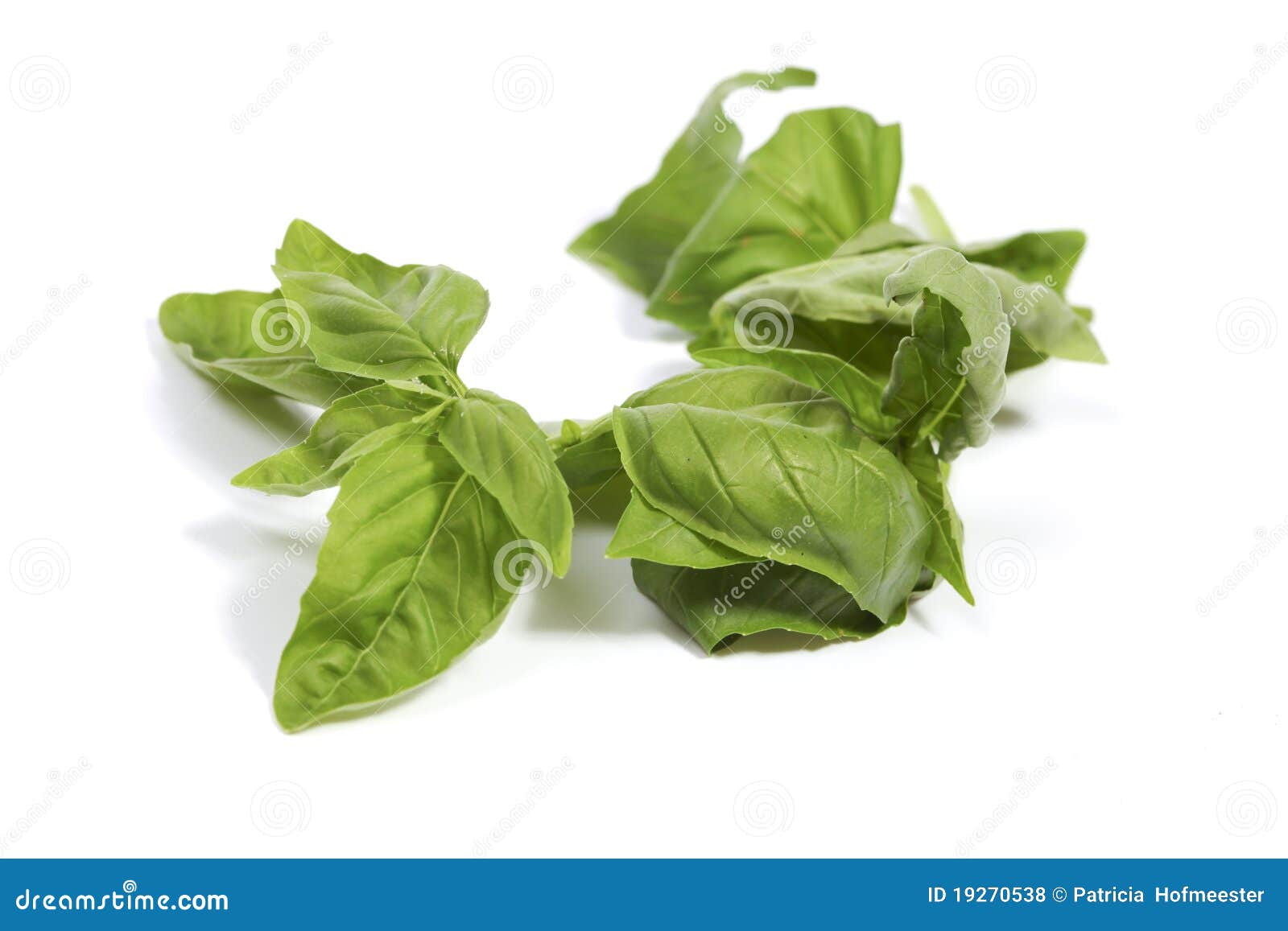 Basil stock photo. Image of basil, aromatic, herb, organic - 19270538