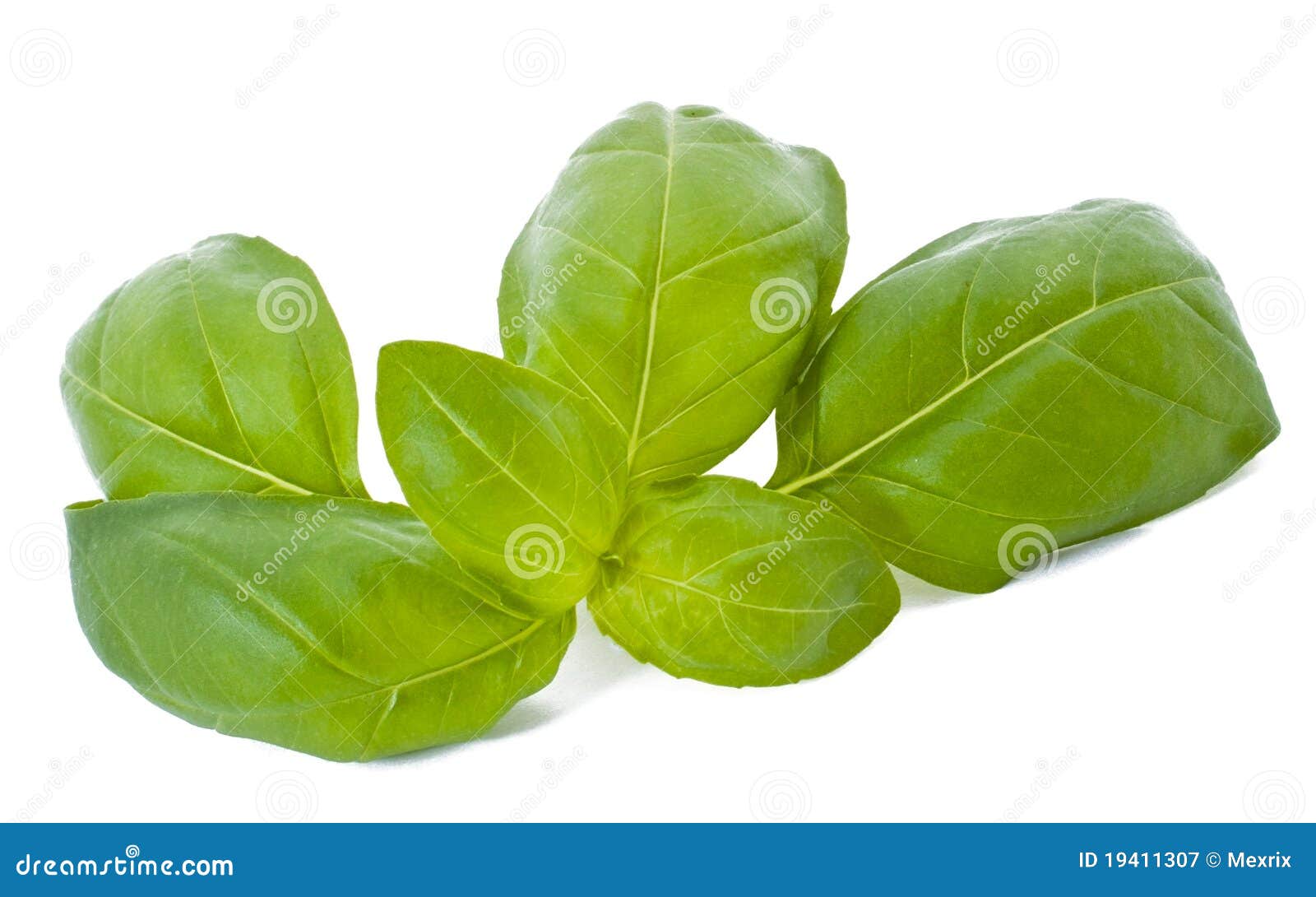 Basil stock image. Image of decoration, healthy, culinary - 19411307