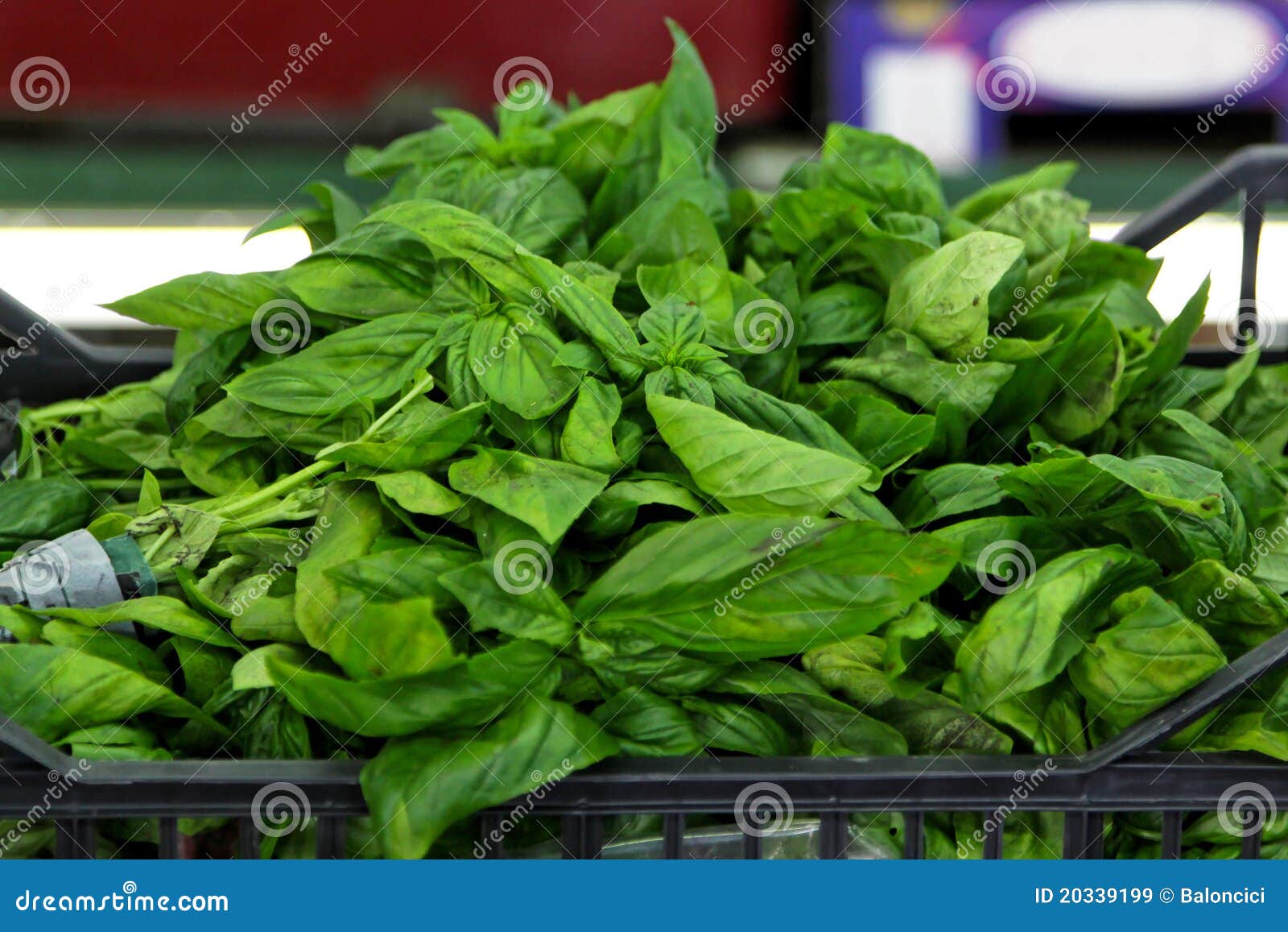 Basil stock image. Image of green, italian, bunch, aroma - 20339199