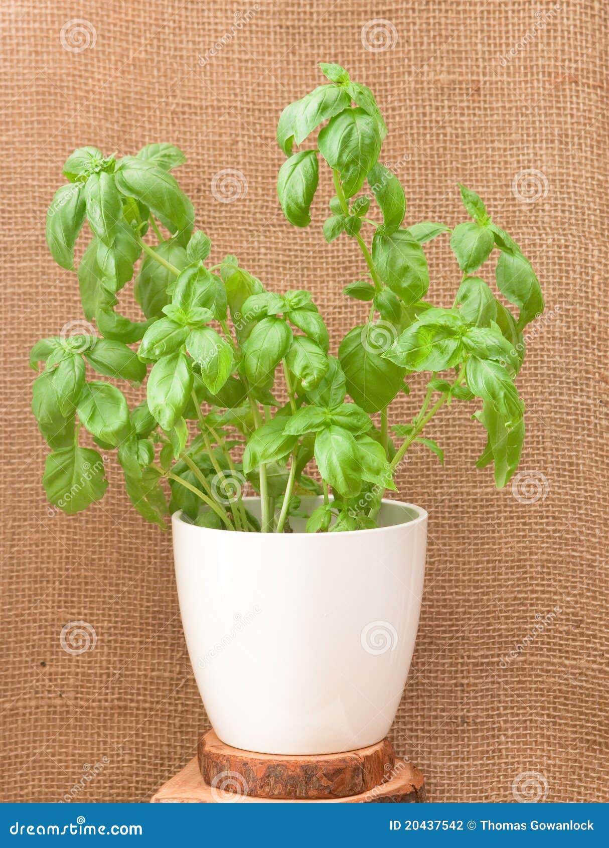 Basil stock photo. Image of mediterranean, reflective - 20437542