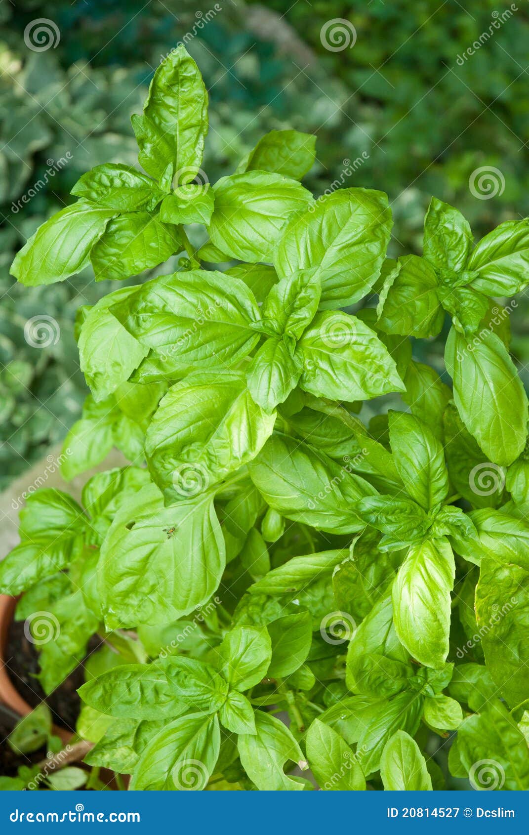 Basil stock image. Image of cooking, lush, spice, herb - 20814527