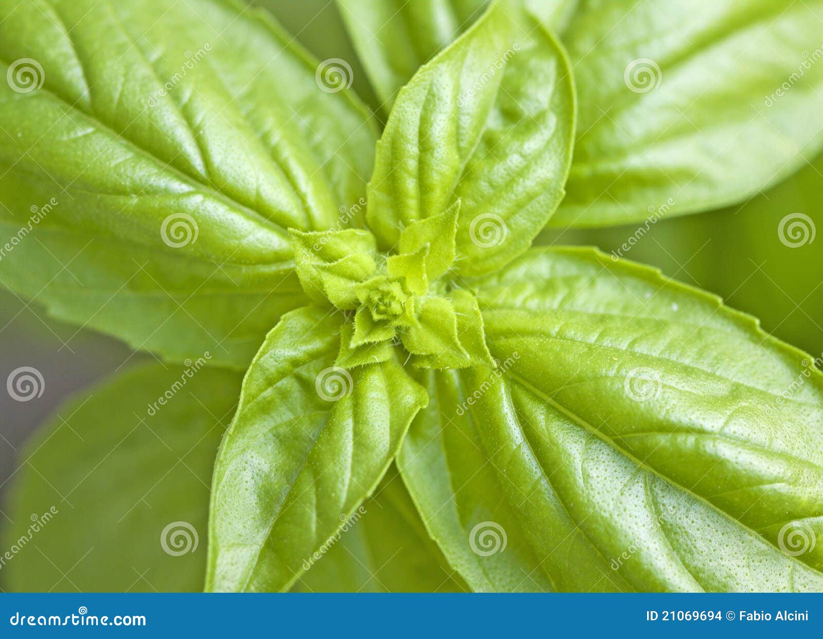 Basil stock photo. Image of culinary, environment, color - 21069694