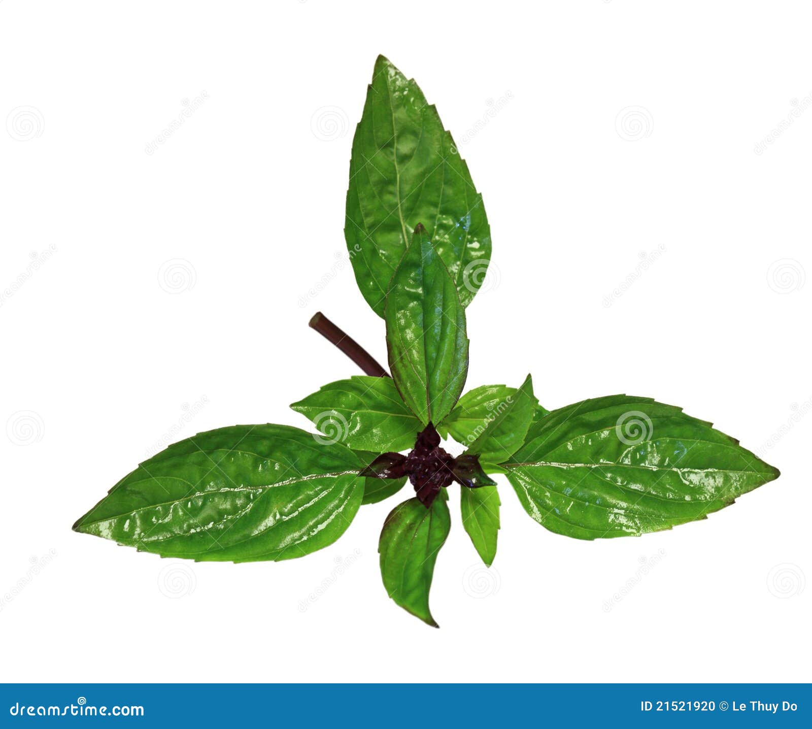 Basil stock photo. Image of isolated, cuisine, freshness - 21521920