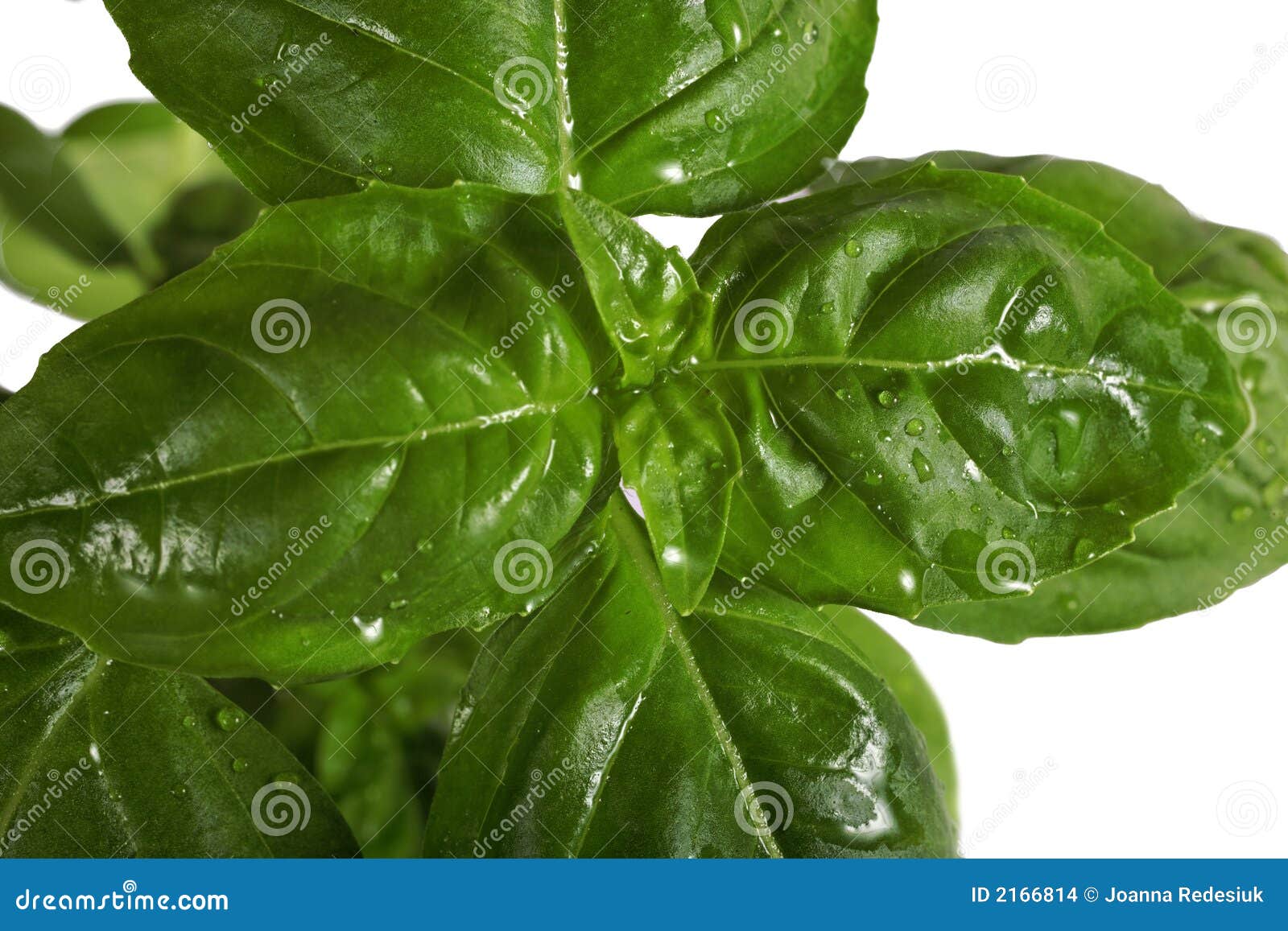 Basil Picture. Image: 2166814