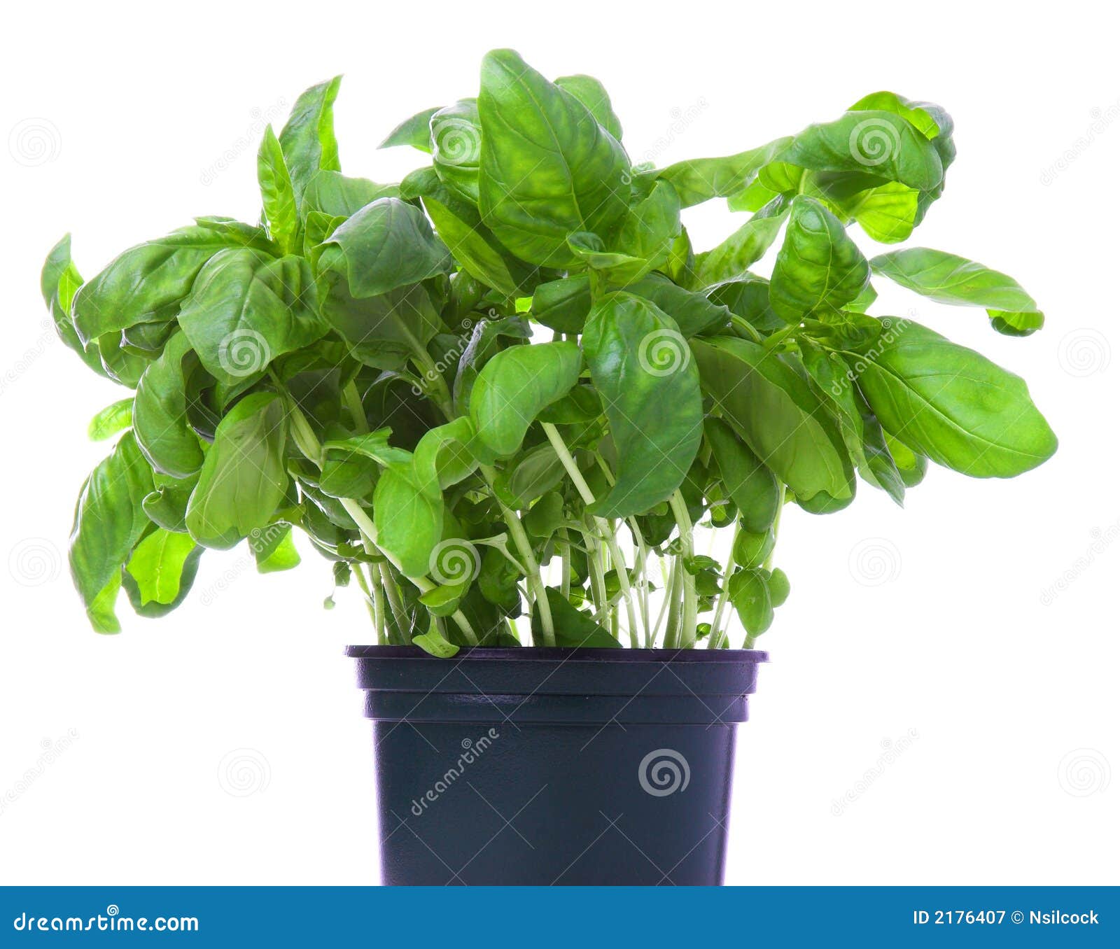 Basil stock image. Image of stems, basil, growing, background - 2176407
