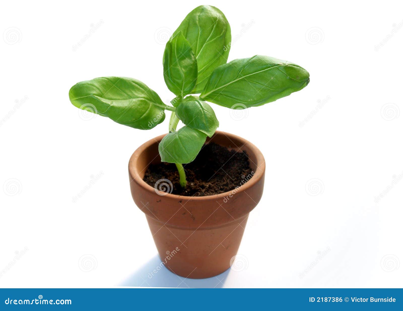 Basil stock photo. Image of shoot, clay, grow, herb, plant - 2187386