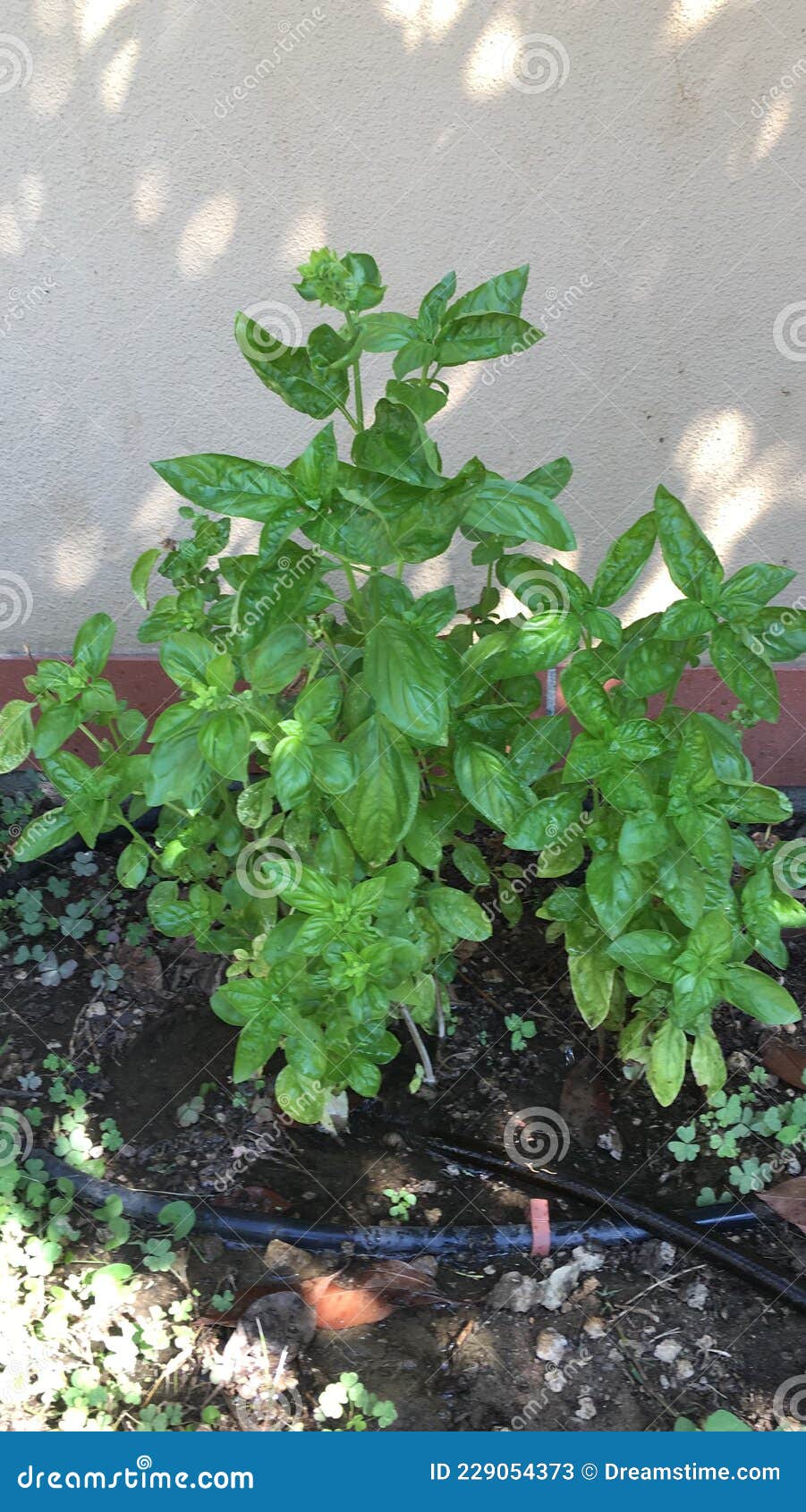 Basil stock image. Image of basill, baaaasil, basillllllll - 229054373