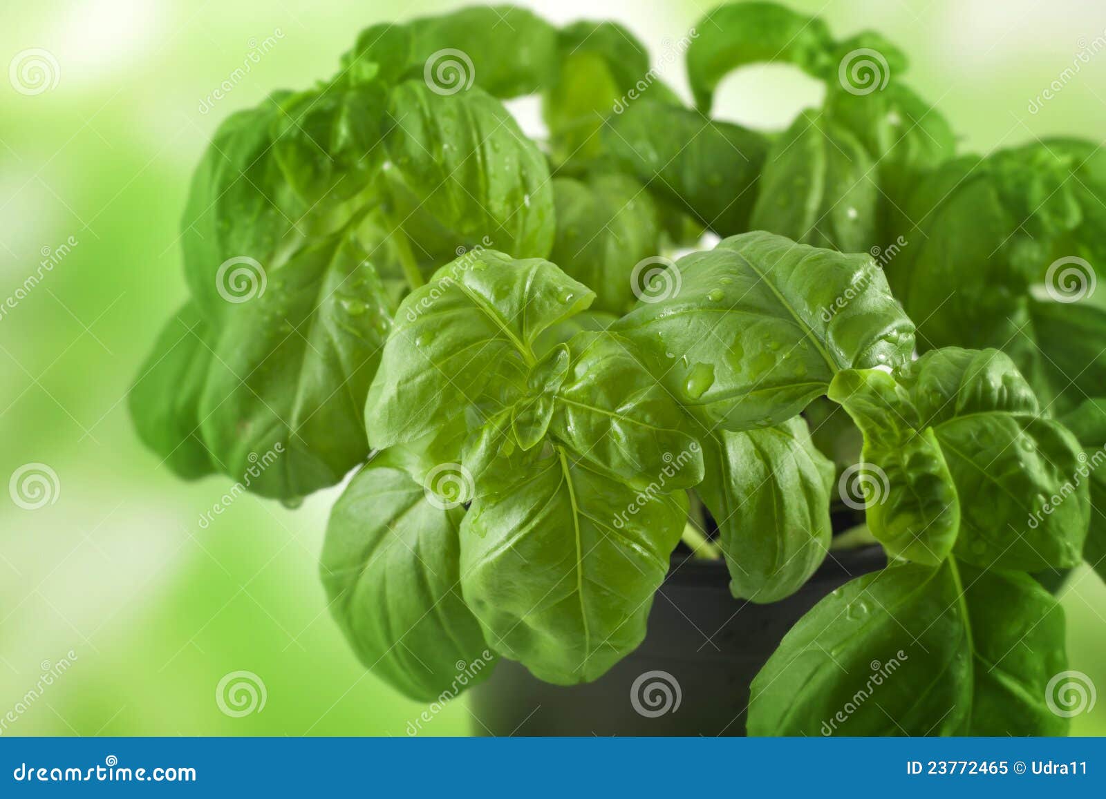 Basil stock image. Image of agriculture, culinary, background - 23772465