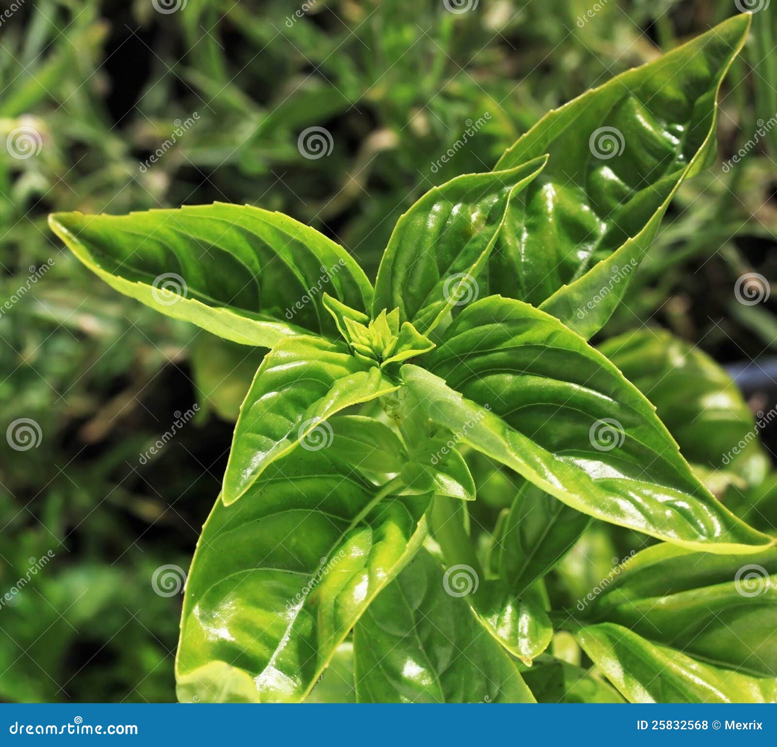 Basil stock photo. Image of cuisine, food, basil, basilicum - 25832568