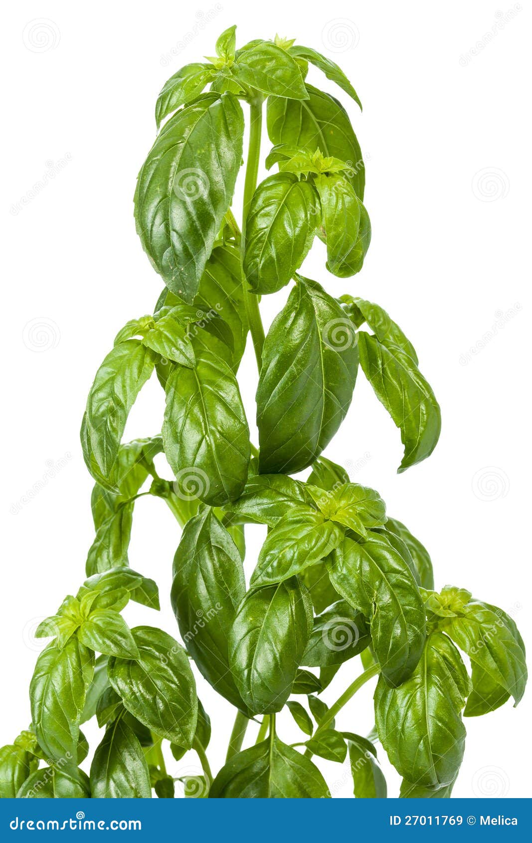 Basil stock image. Image of ingredient, eating, freshness - 27011769