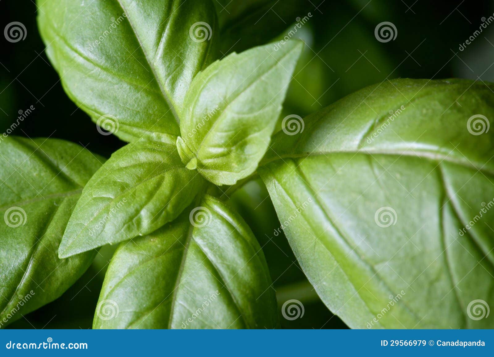 Basil stock image. Image of isolated, ingredient, ripe - 29566979