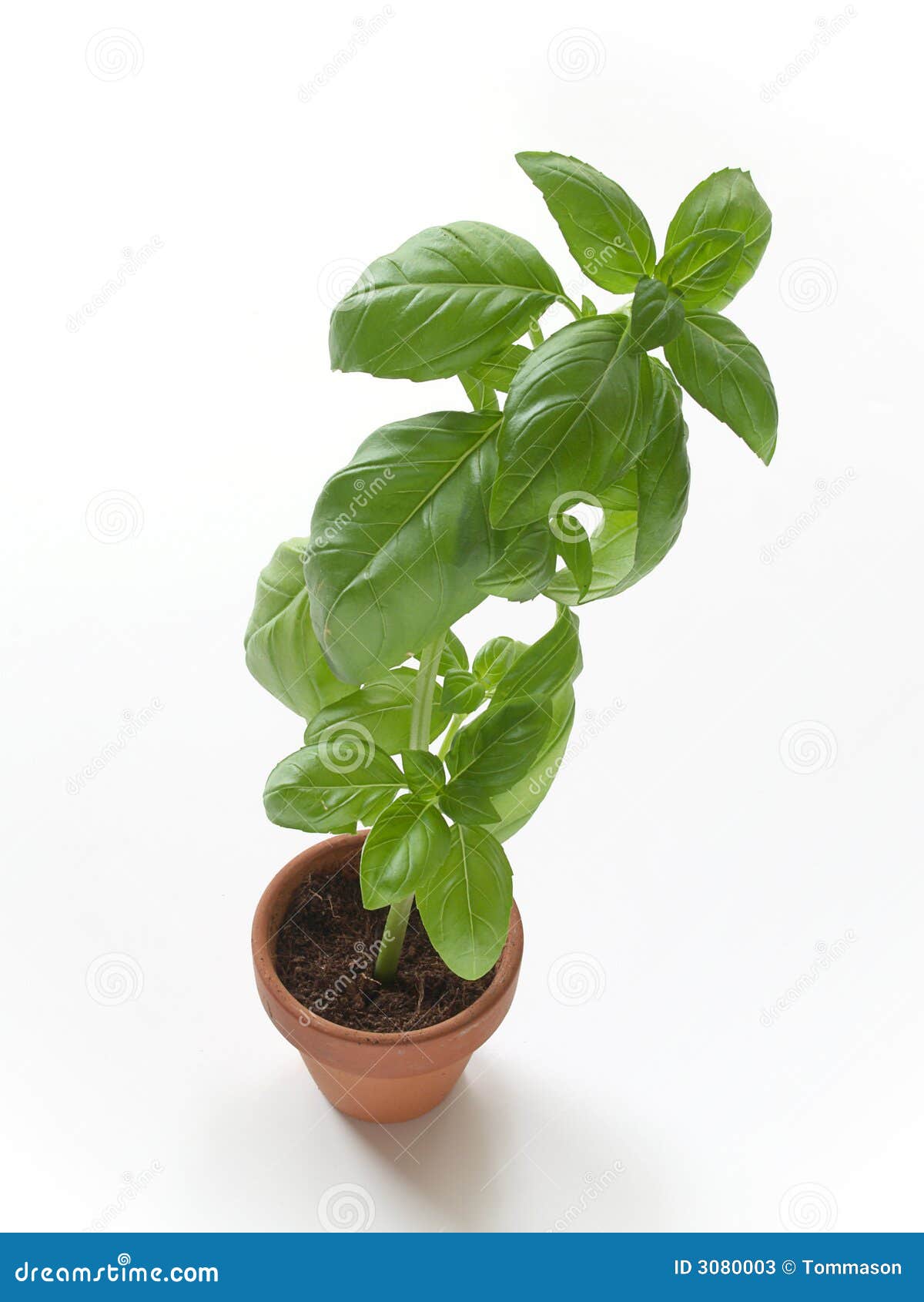 Basil stock image. Image of grow, shoot, compost, basil - 3080003