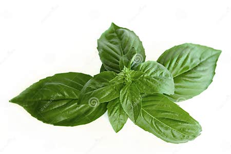 Basil stock image. Image of basil, taste, green, natural - 3153189
