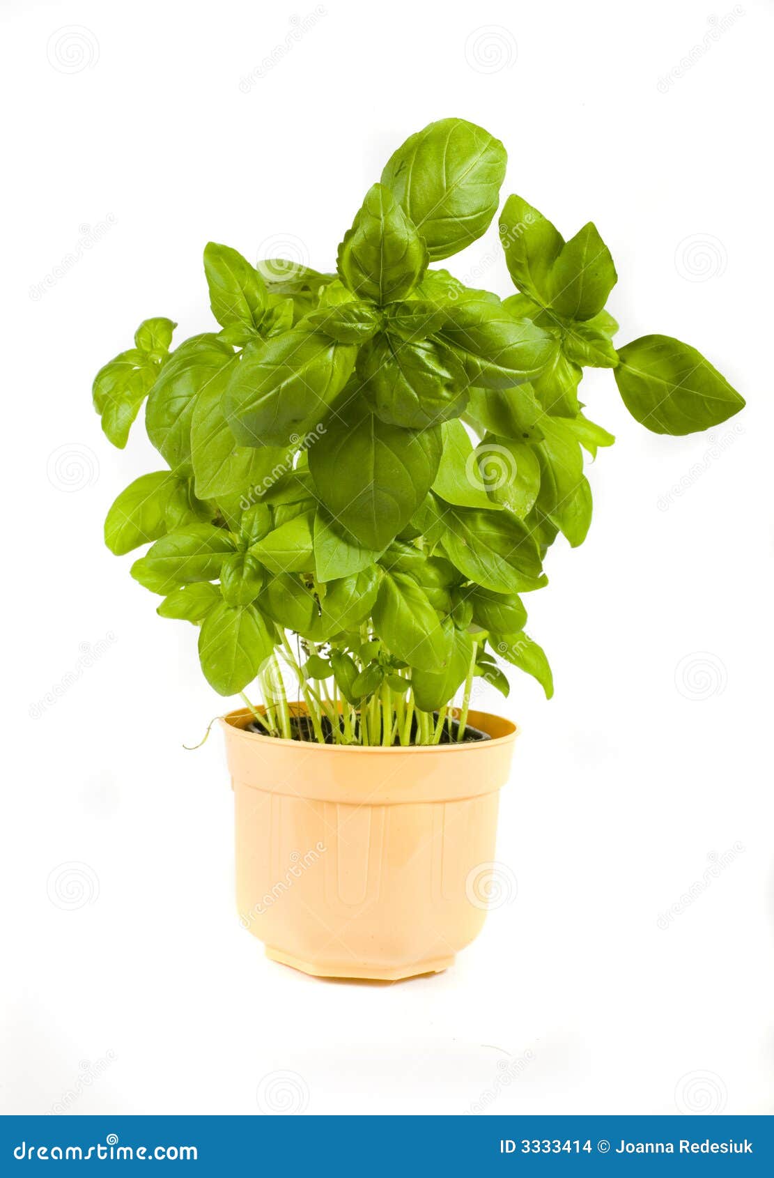 Basil Picture. Image: 3333414