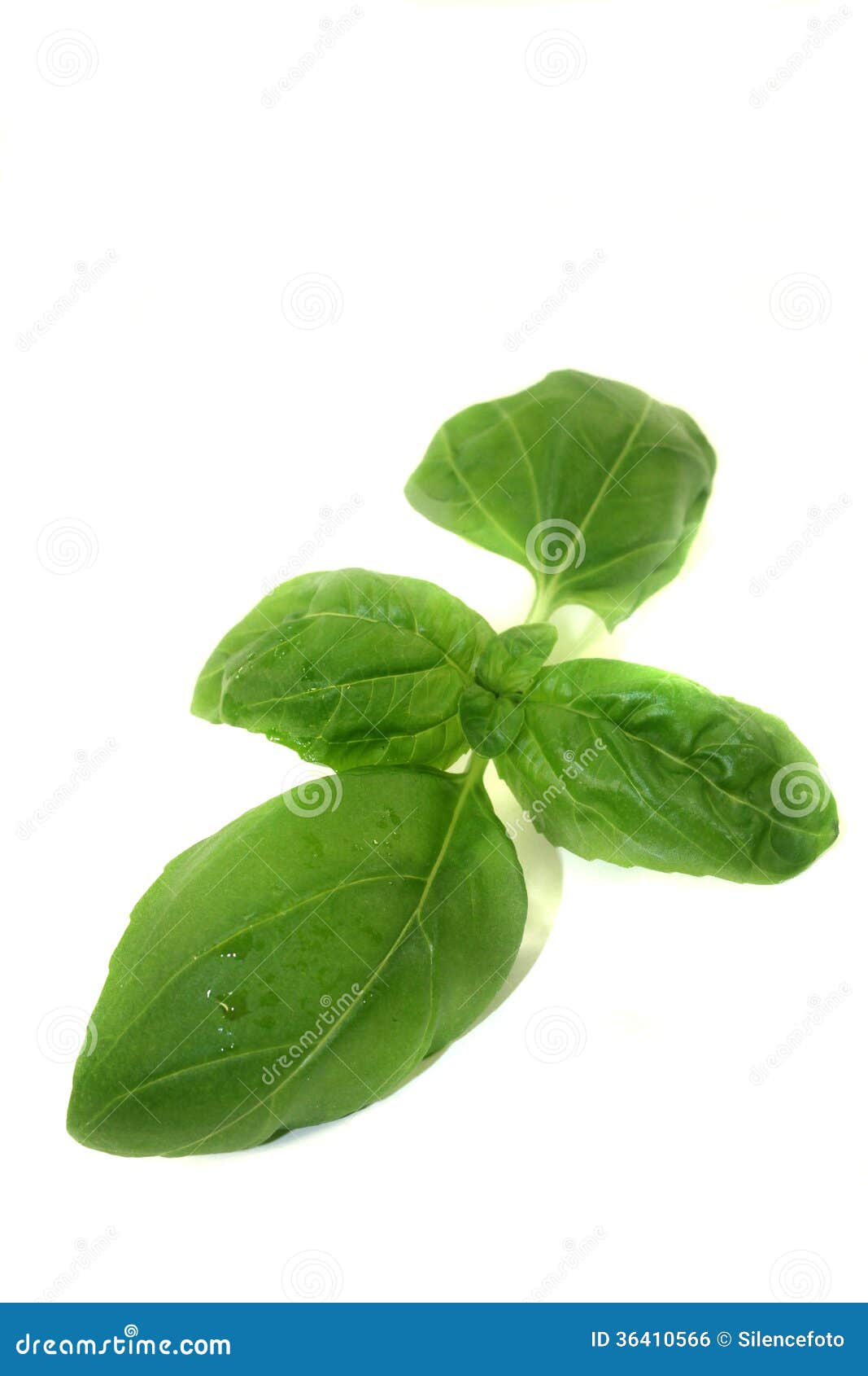 Basil photo stock. Image du savoureux, cuisine, blanc - 36410566