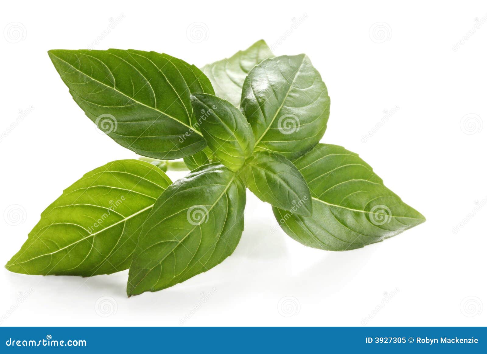 Basil stock image. Image of isolated, macro, picked, green - 3927305