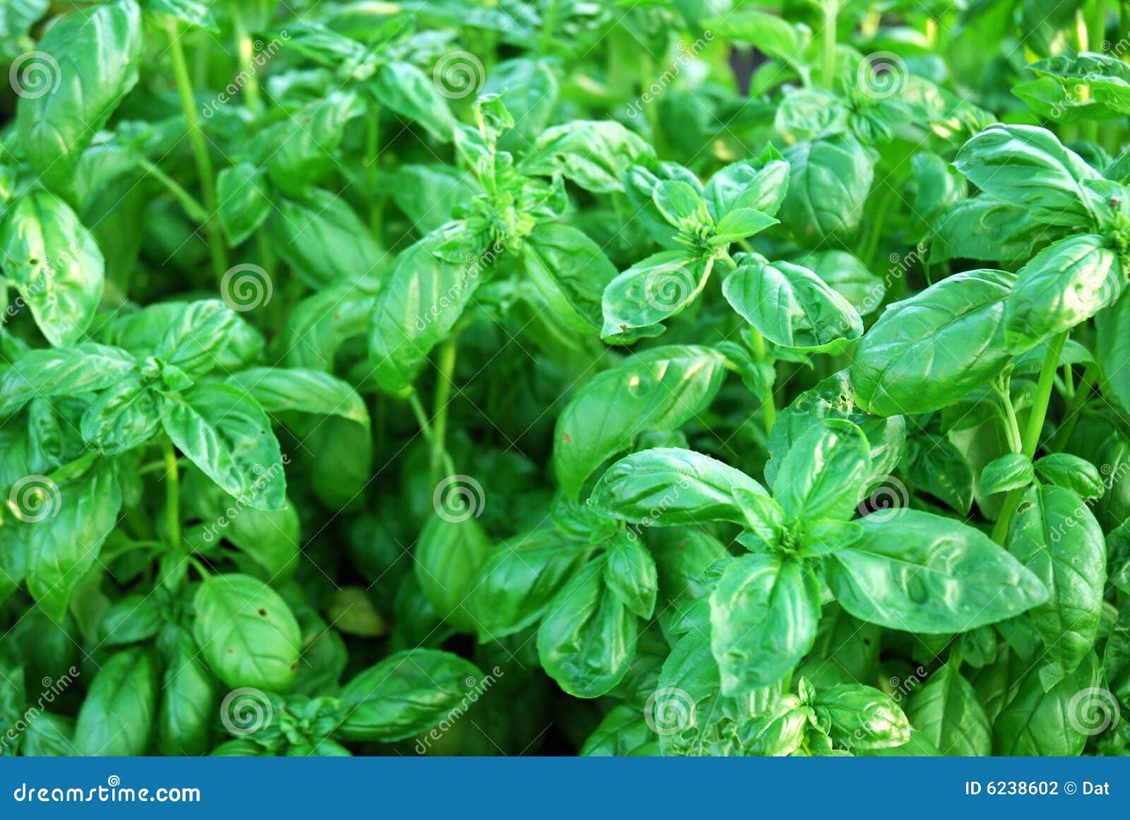 Basil stock photo. Image of leaf, growth, beverages, garden - 6238602