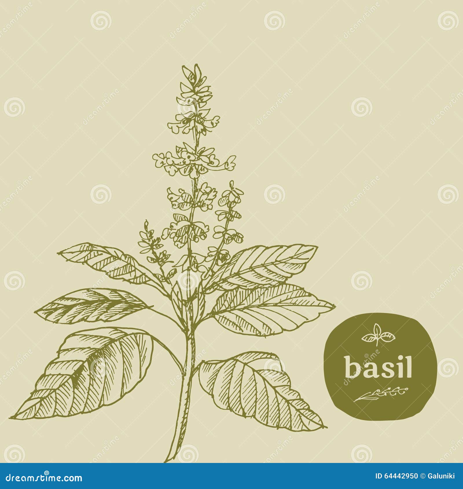 Basil illustration de vecteur. Illustration du main, type - 64442950