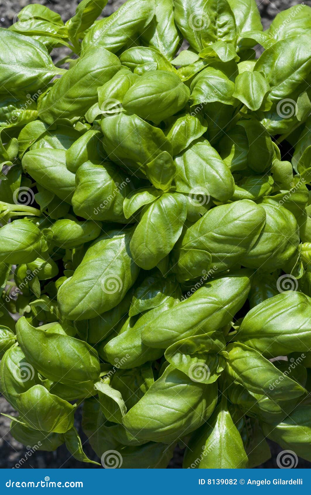 Basil stock photo. Image of italian, health, plant, mediterranean - 8139082