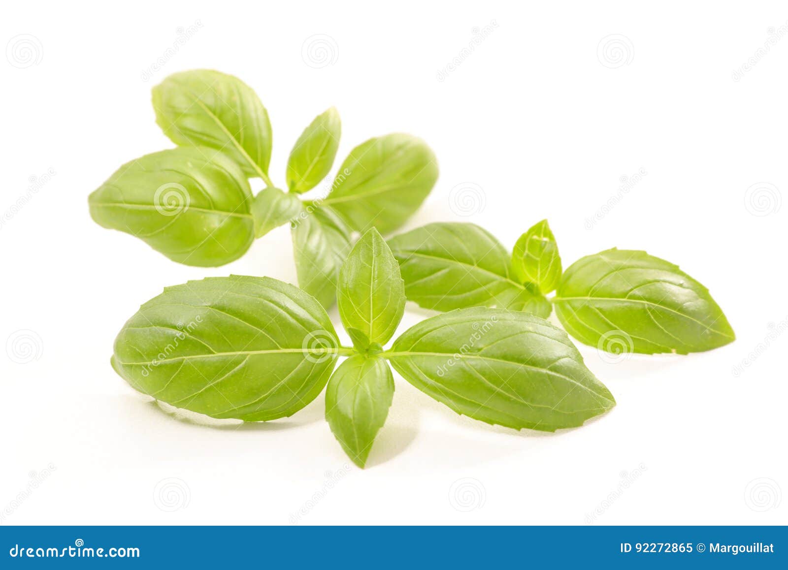 Basil image stock. Image du fermer, aromatique, arome - 92272865