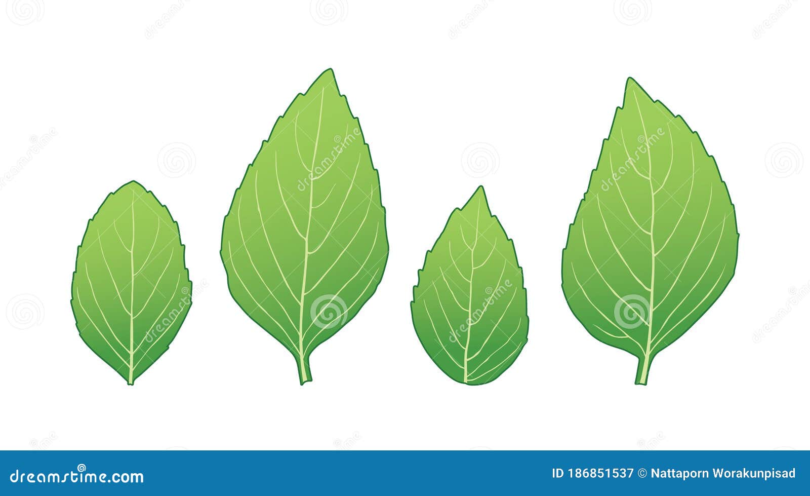 Asian Thai Basil Leaves on White Background. Stock Vector ...