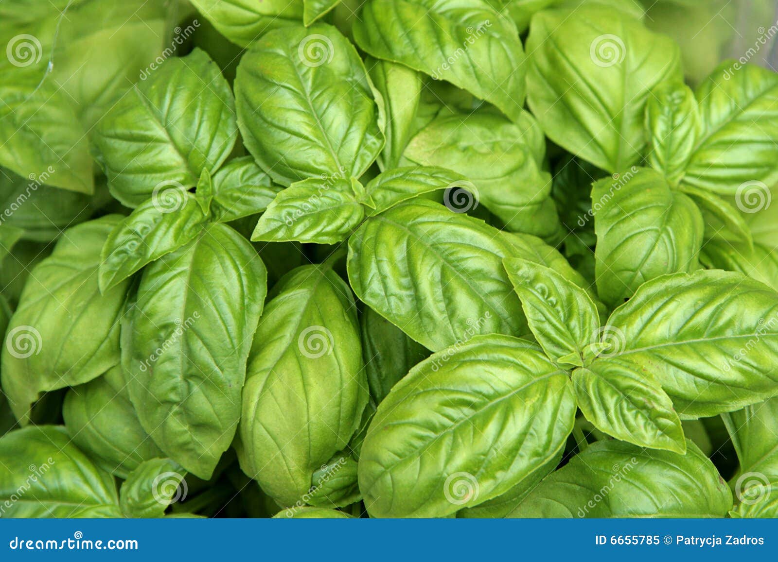 Basil background stock image. Image of organic, basil - 6655785
