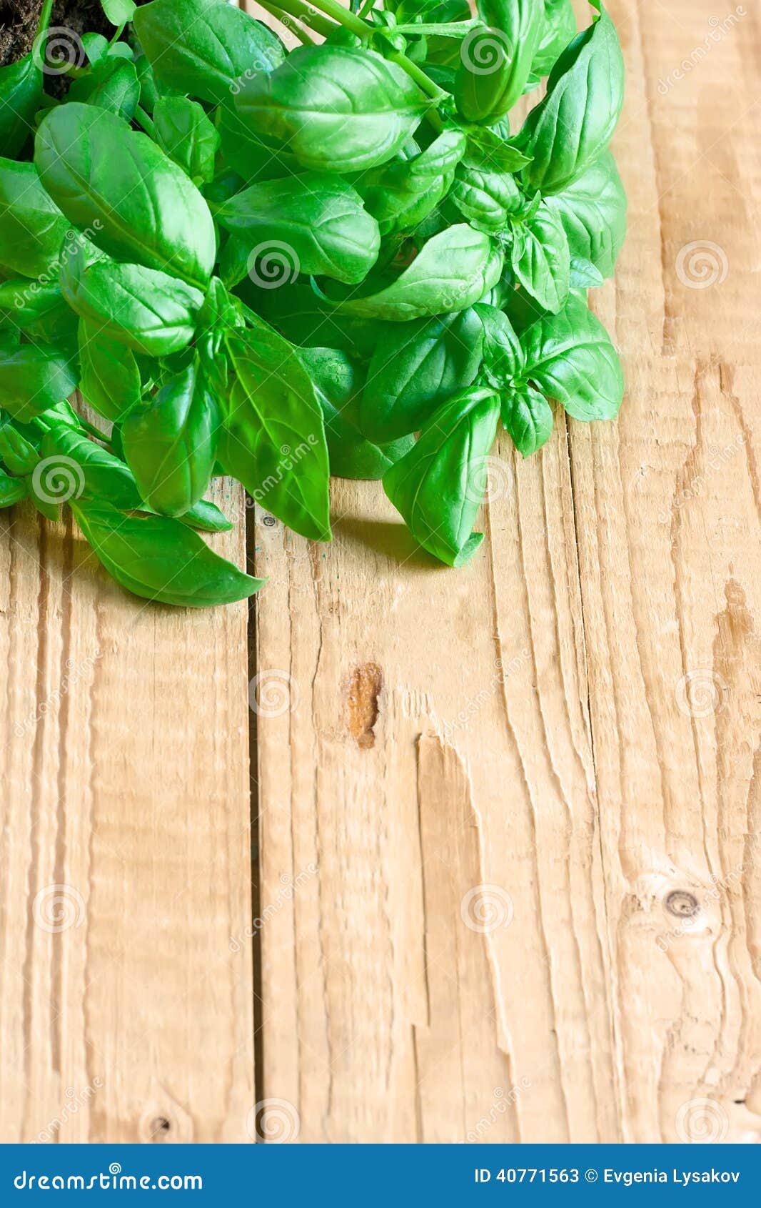 Basil background stock image. Image of healthy, plants - 40771563