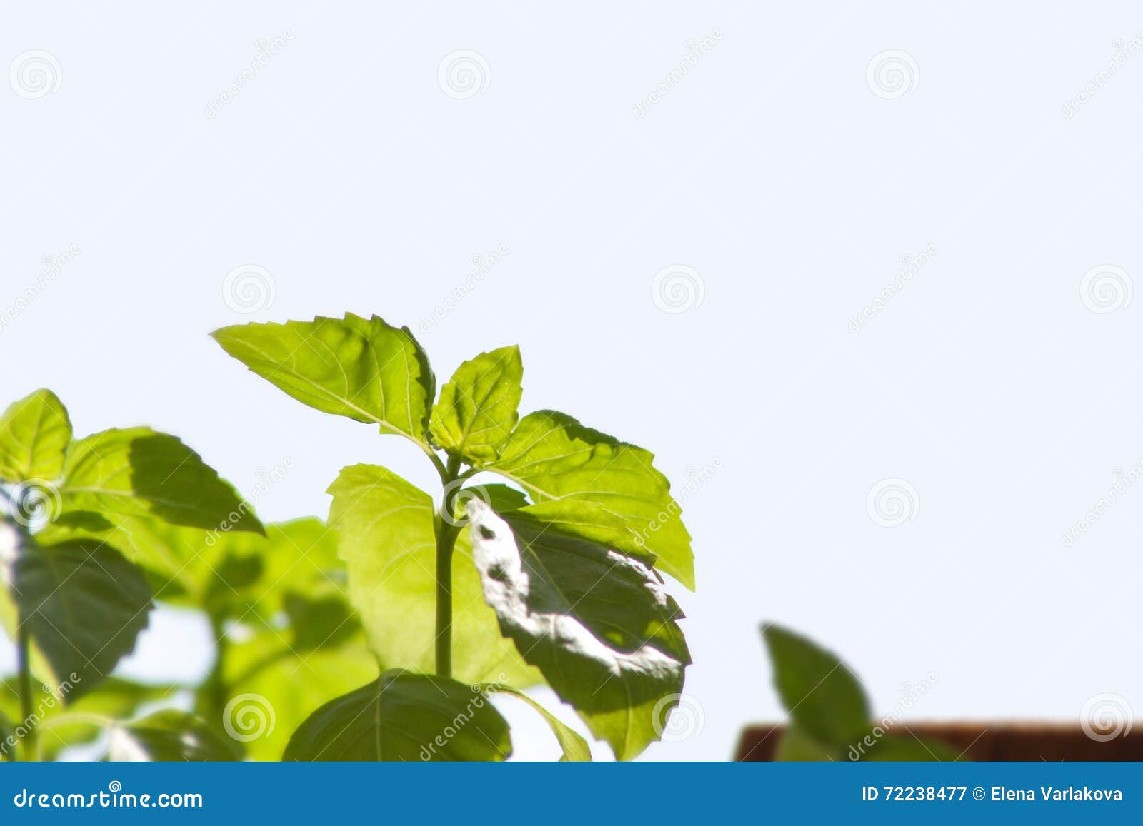 Basil. background stock image. Image of herbal, close - 72238477
