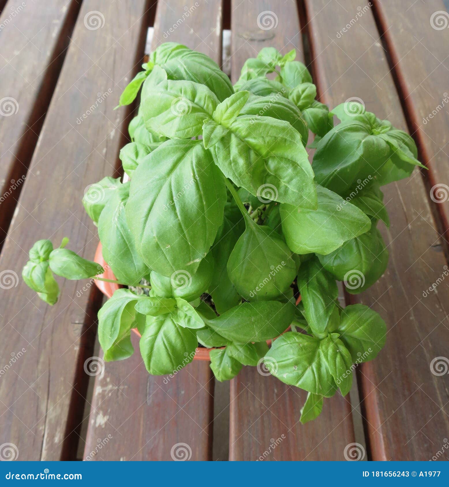 Basil Basilicum plant stock image. Image of herb, basil - 181656243